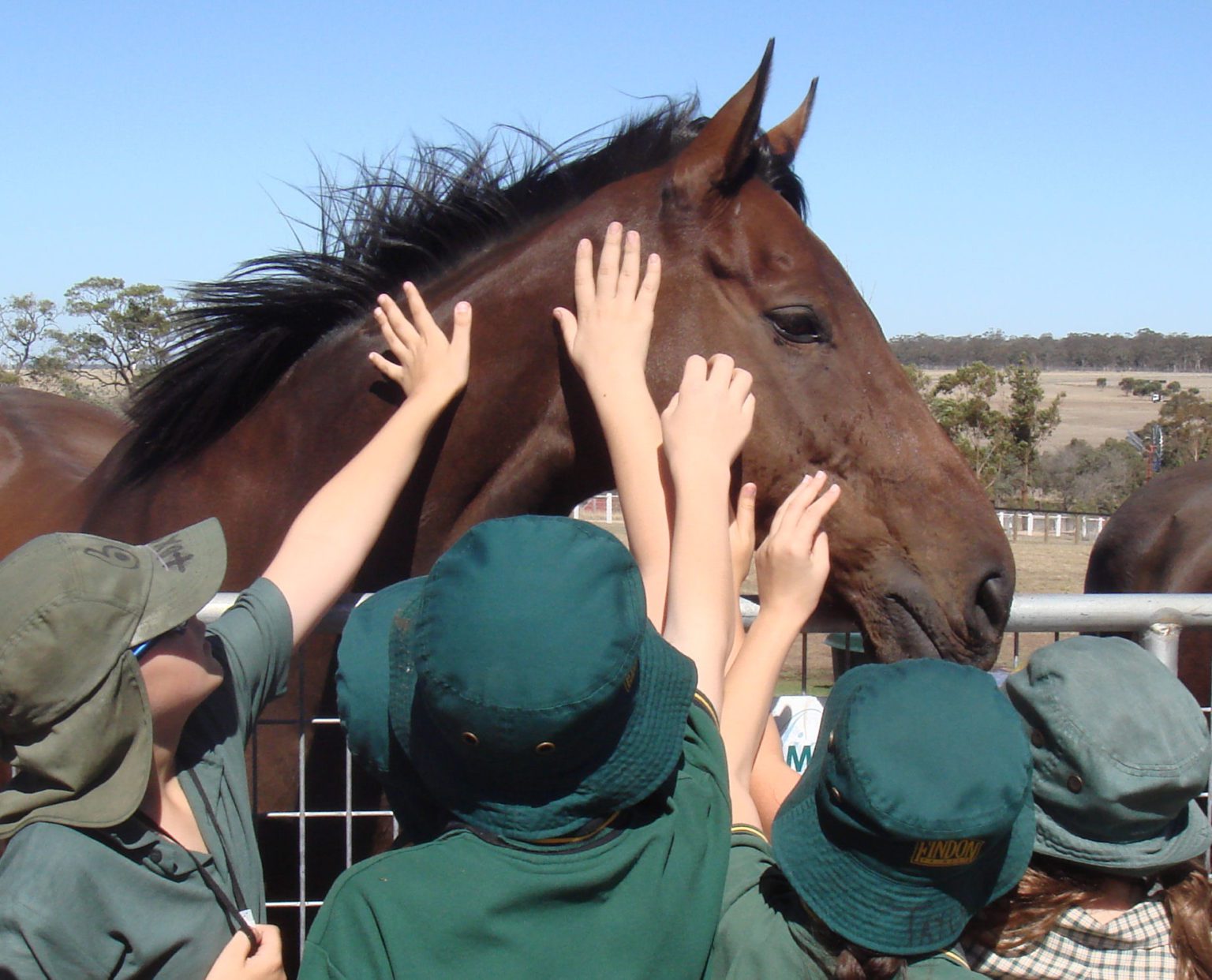 Living Legends | International Home of Retired Champion Racehorses