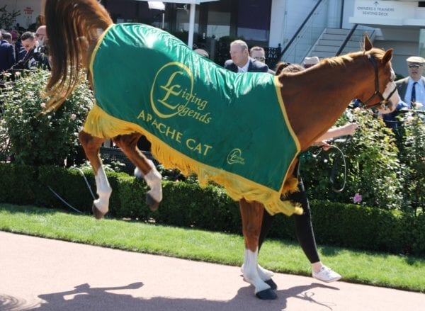 Apache Cat (AUS) | Living Legends