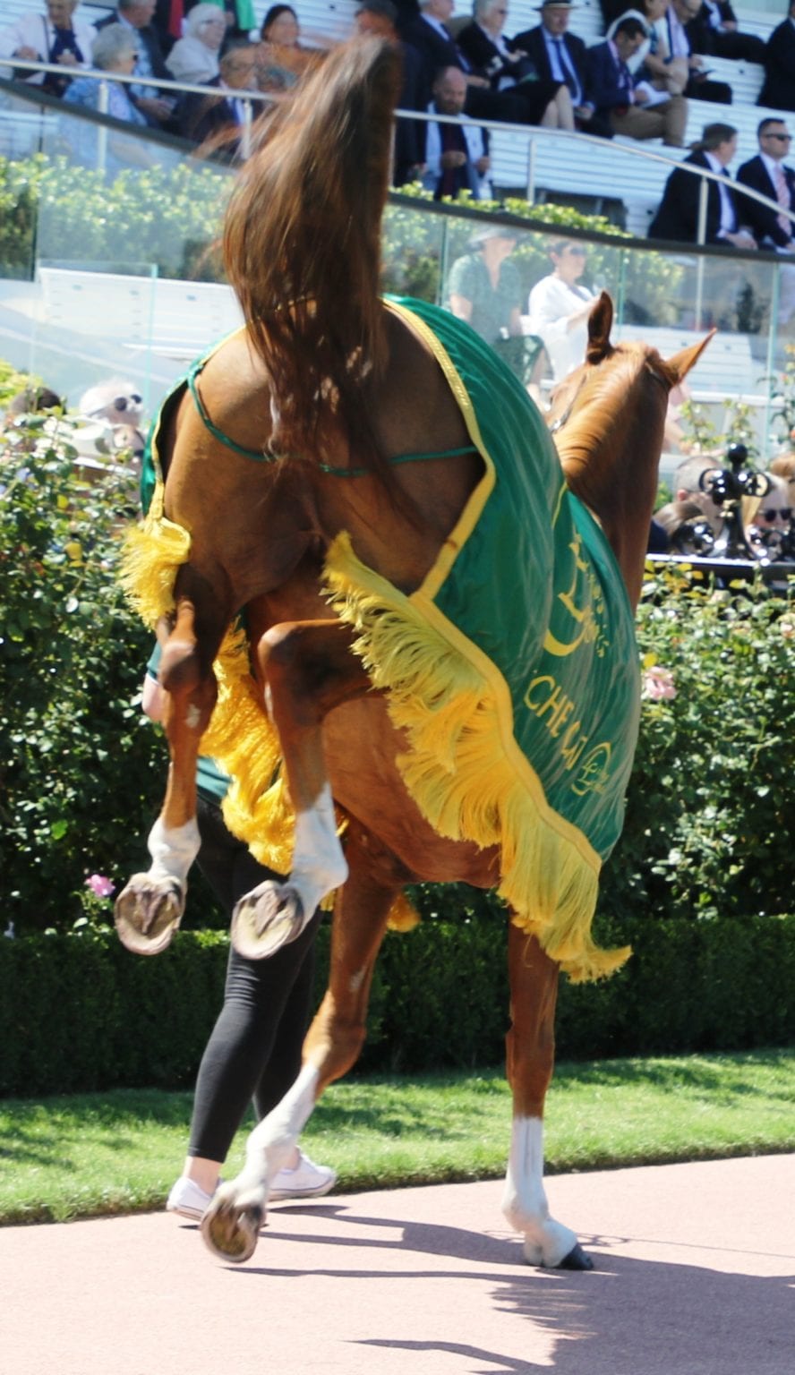 Apache Cat (AUS) | Living Legends