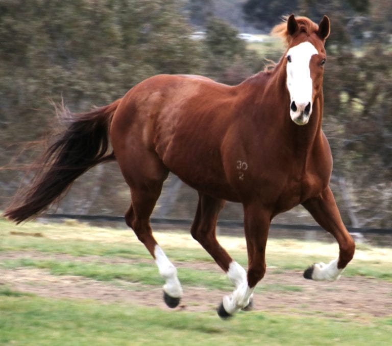 Apache Cat (AUS) | Living Legends