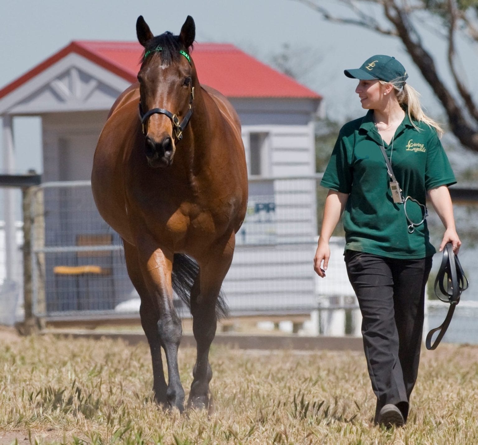Living Legends | International Home of Retired Champion Racehorses