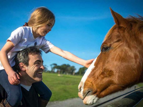 Living Legends | International Home of Retired Champion Racehorses