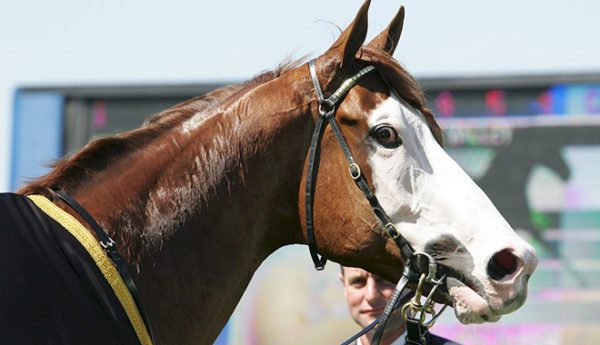 Health scare for Apache Cat | Living Legends